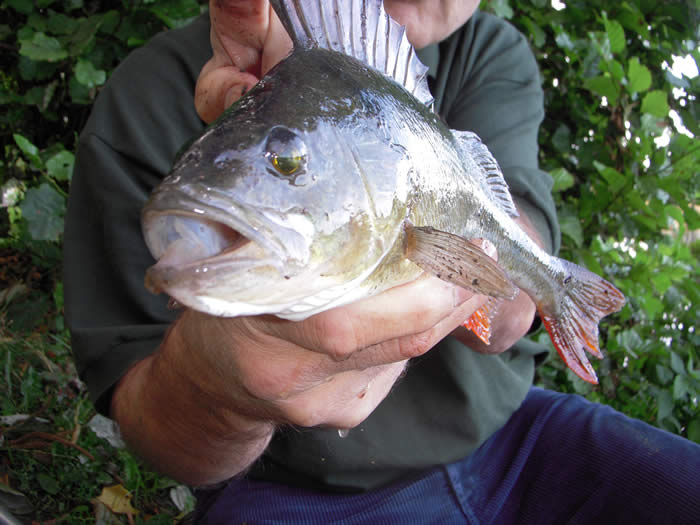 Perch – Welcome To My World